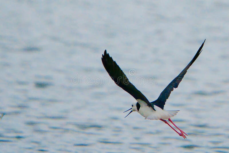 A Bird in the Air Over Water with a Fish Inside of it Stock Photo ...