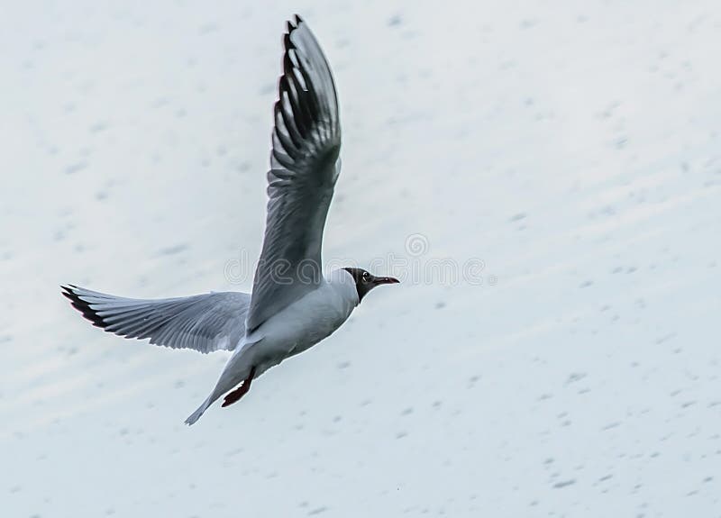 Bird soaring in the sky stock image. Image of soaring - 133668815
