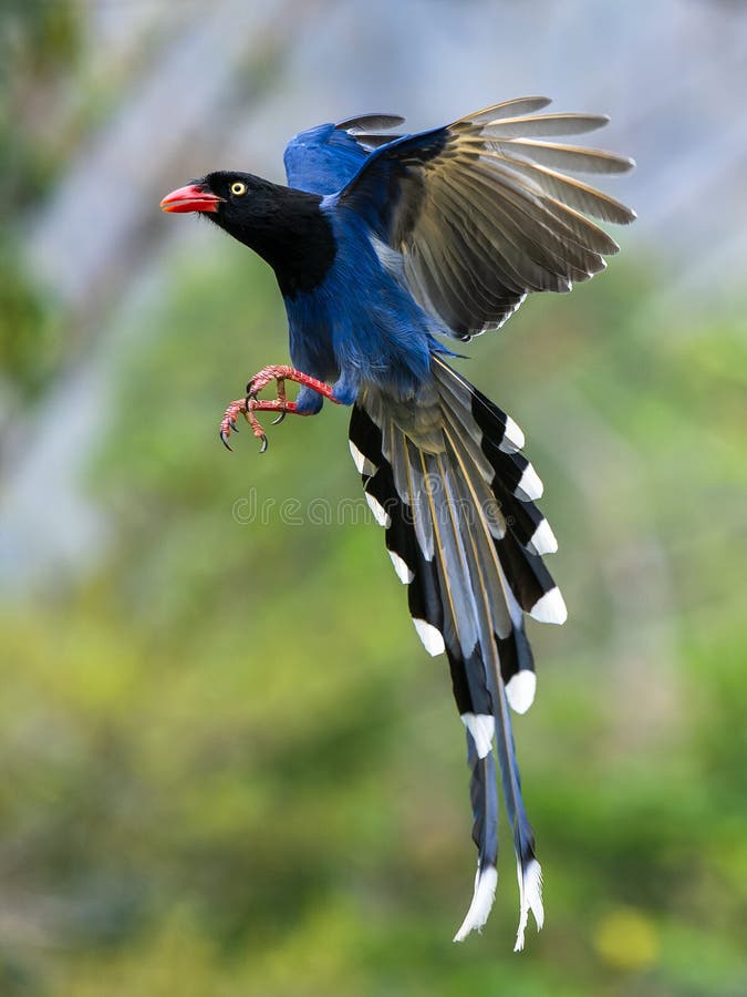 Bird Soaring through the Sky with Wings Extended Stock Photo - Image of ...