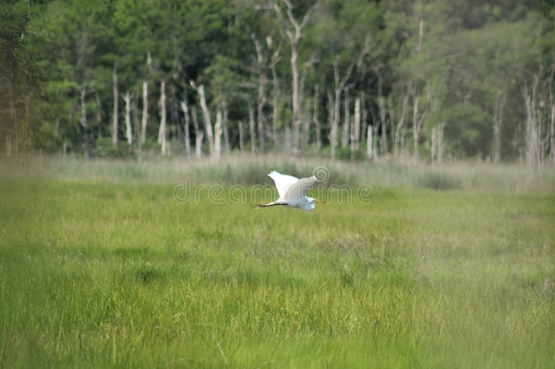 A Bird is Flying Over a Grassy Field on the Edge of Forest Stock Photo ...