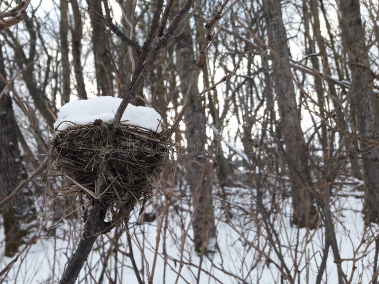 Bird socket winter stock image. Image of tree, woodland - 268743233