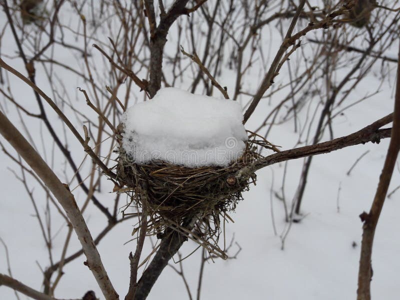 Bird socket winter stock photo. Image of white, socket - 268743000