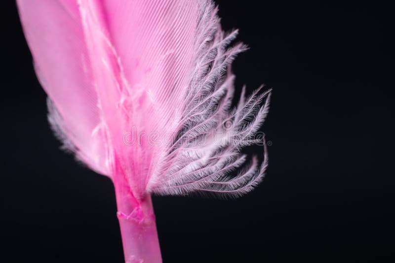 Birds Colored Fluffy Feathers Stock Image - Image of background, light ...