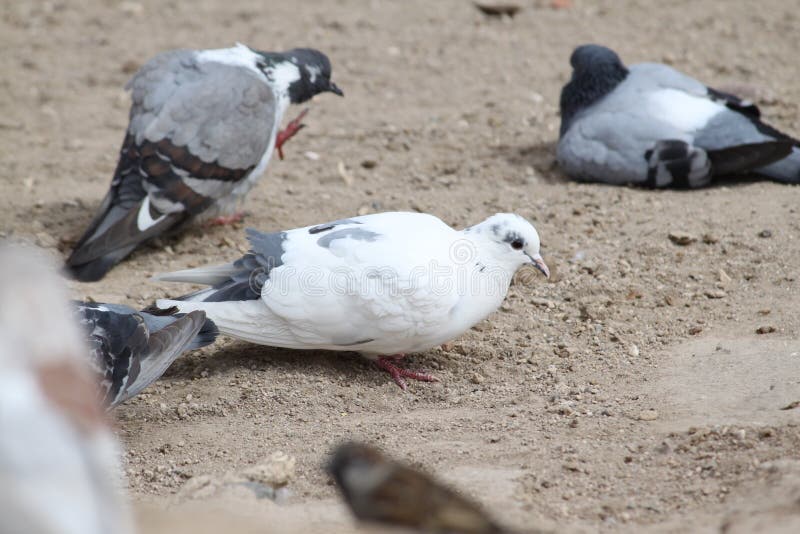 Bird soil forage stock image. Image of soil, bird, forage - 173375351