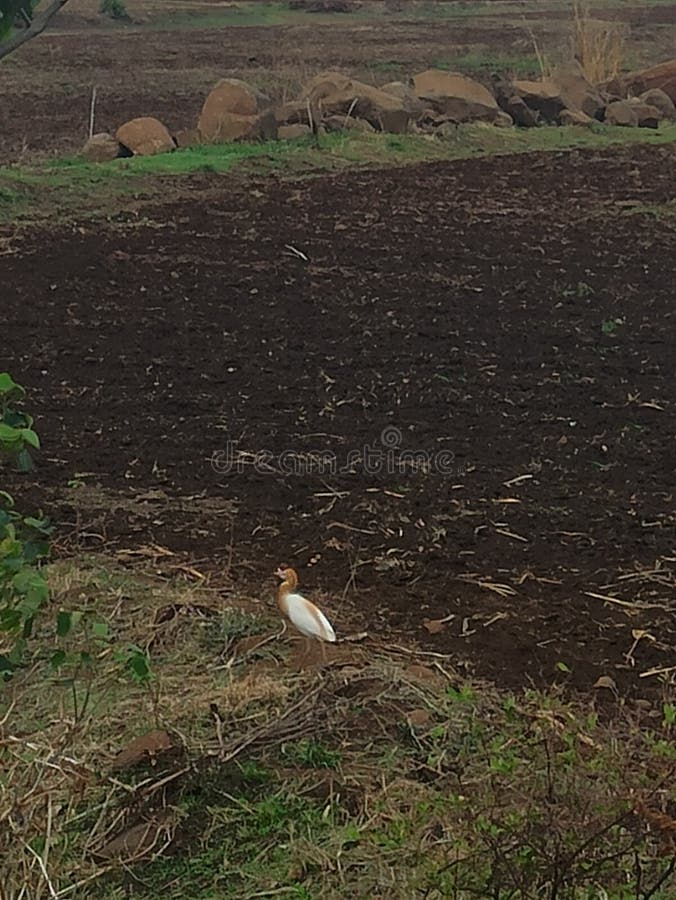 Bird on the Soil Looking Beautiful on Black Soil Stock Image - Image of ...