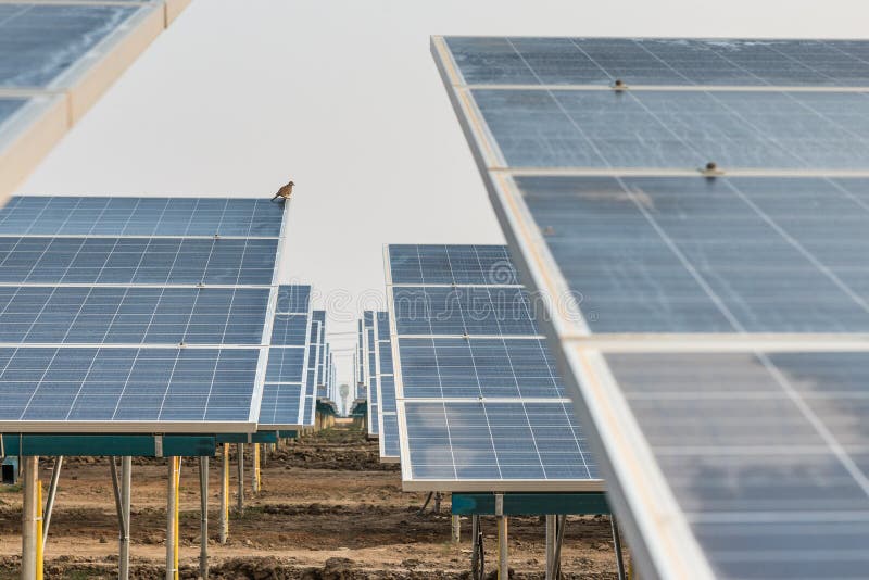 The Bird on Solar Panel in Solar Plant Stock Photo - Image of blue ...