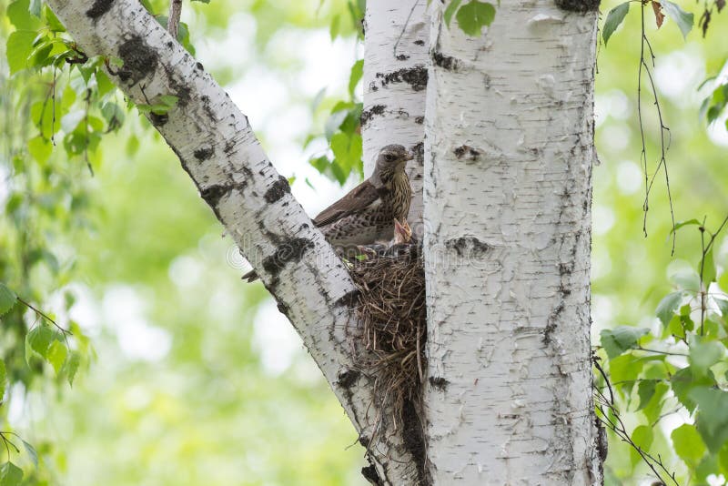 Bird And Song Thrush Chicks Stock Photo - Image of baby, beak: 197303824