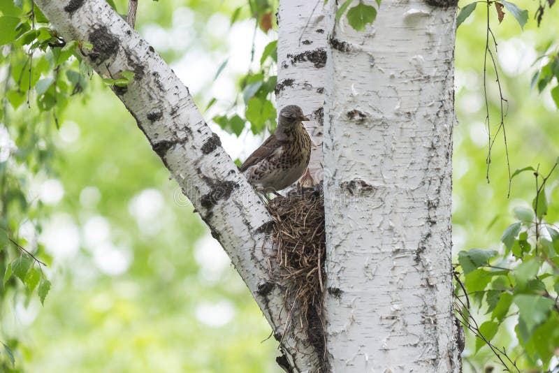 Bird and Song Thrush Chicks Stock Photo - Image of brood, american ...