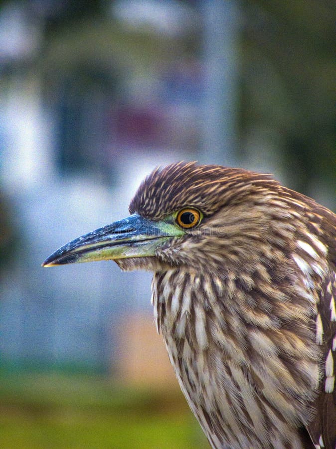Bird from southern Brazil stock image. Image of falcon - 326973027