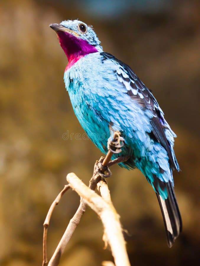 Bird Spangled Cotinga Closeup. Stock Image - Image of feather, macro ...