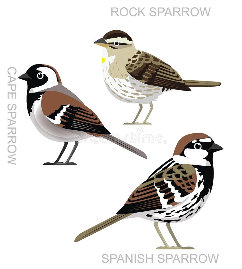 Bird Spanish Sparrow Cape Sparrow Set Cute Cartoon Vector Stock Vector ...