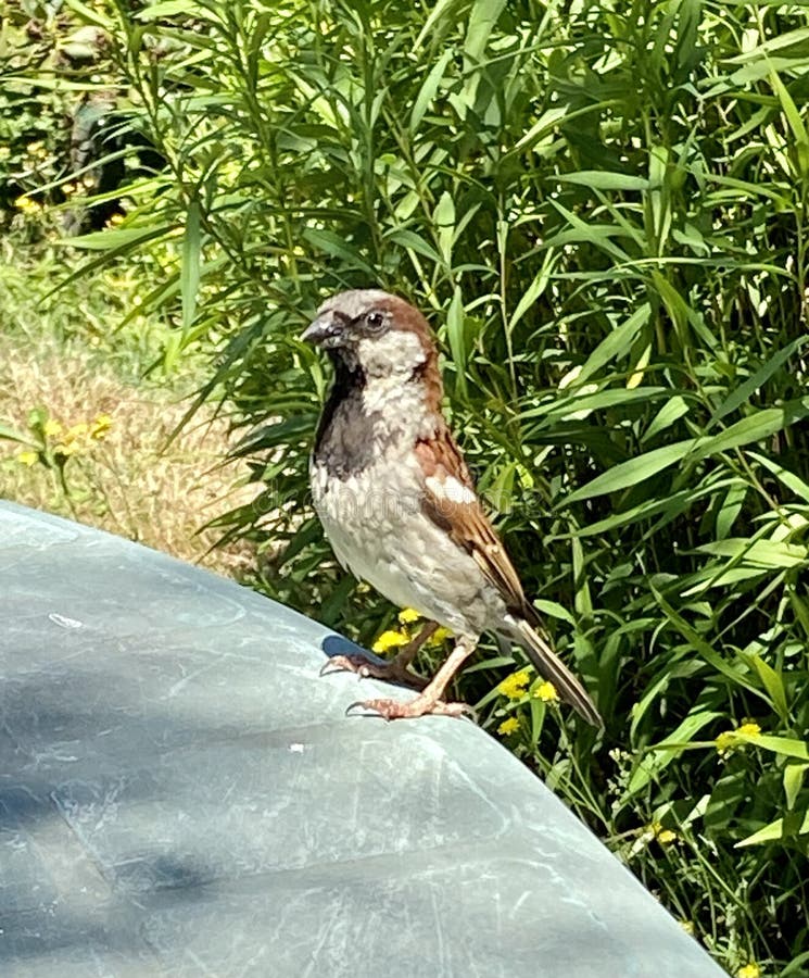 Bird Sparrow on the Dining Table Stock Photo - Image of park, wildlife ...