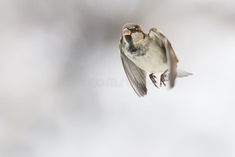 Bird Sparrow is Flying Straight in the Sky Stock Photo - Image of ...