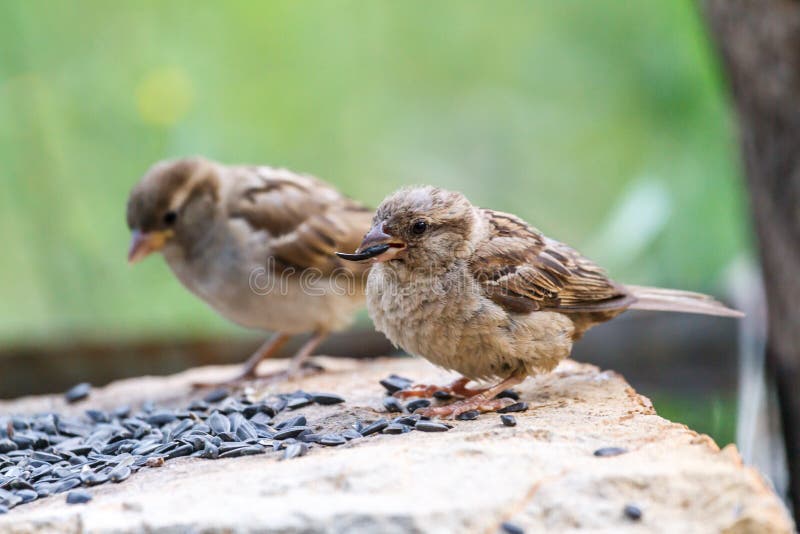 Bird Sparrow in Freedom in the Middle of Nature Stock Image - Image of ...