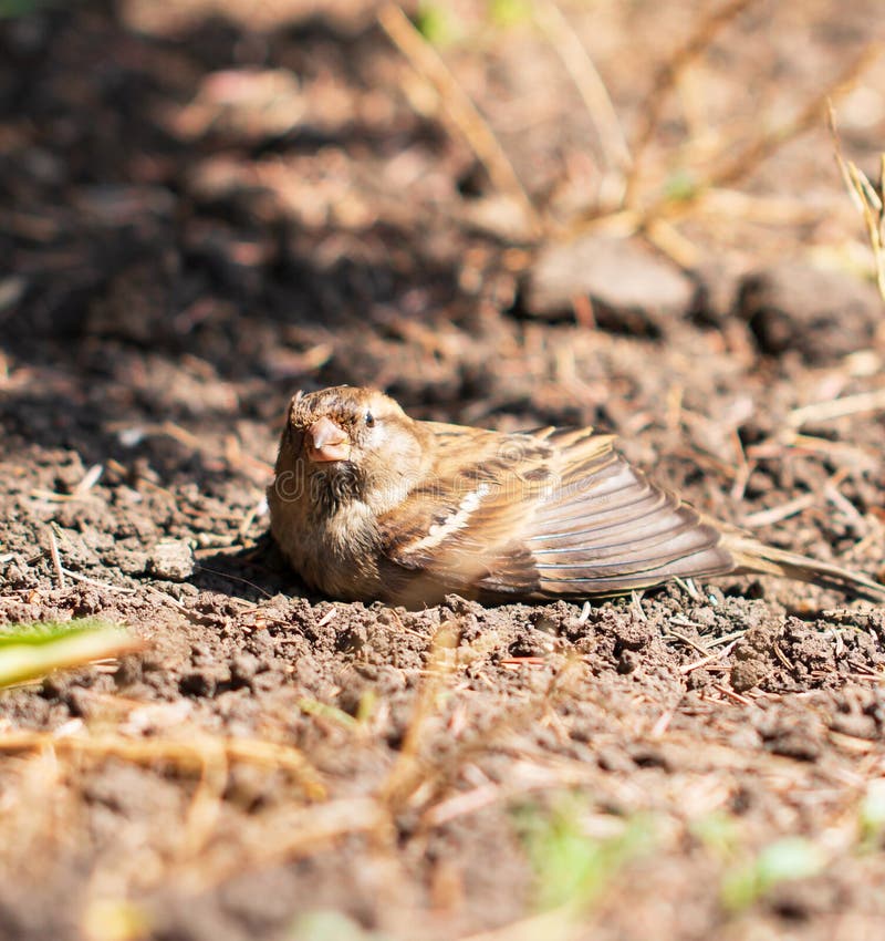 Bird of the Sparrow on the Ground Stock Photo - Image of bird, spring ...