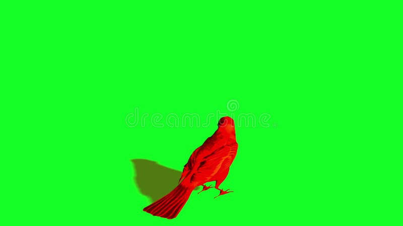 Bird Sparrow is Idle and Flying Stock Footage - Video of bird, farm ...