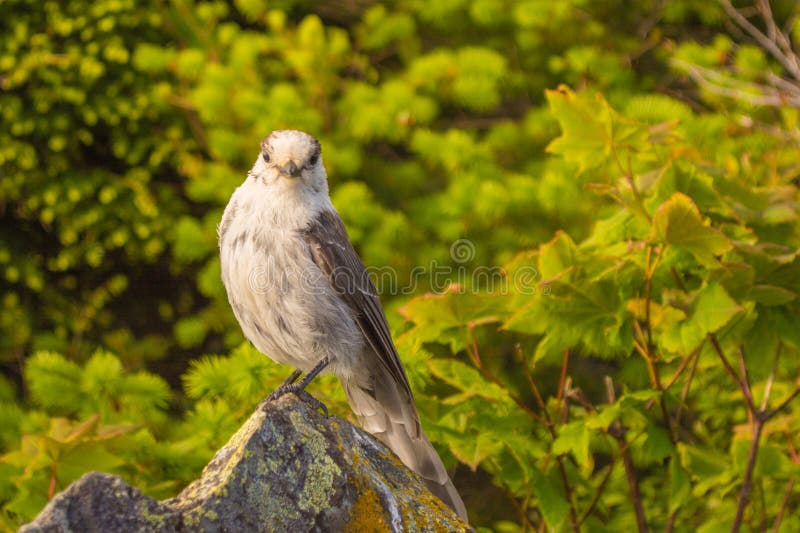 Canada Jay (Perisoreus Canadensis) Bird on Rock Looking Straight at You ...