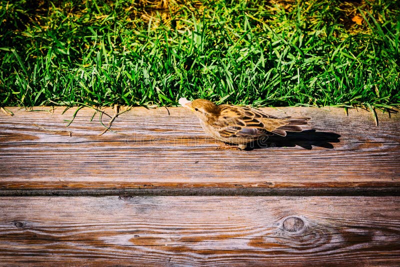 Bird Sparrow on a Wooden Surface Stock Photo - Image of bird, grass ...