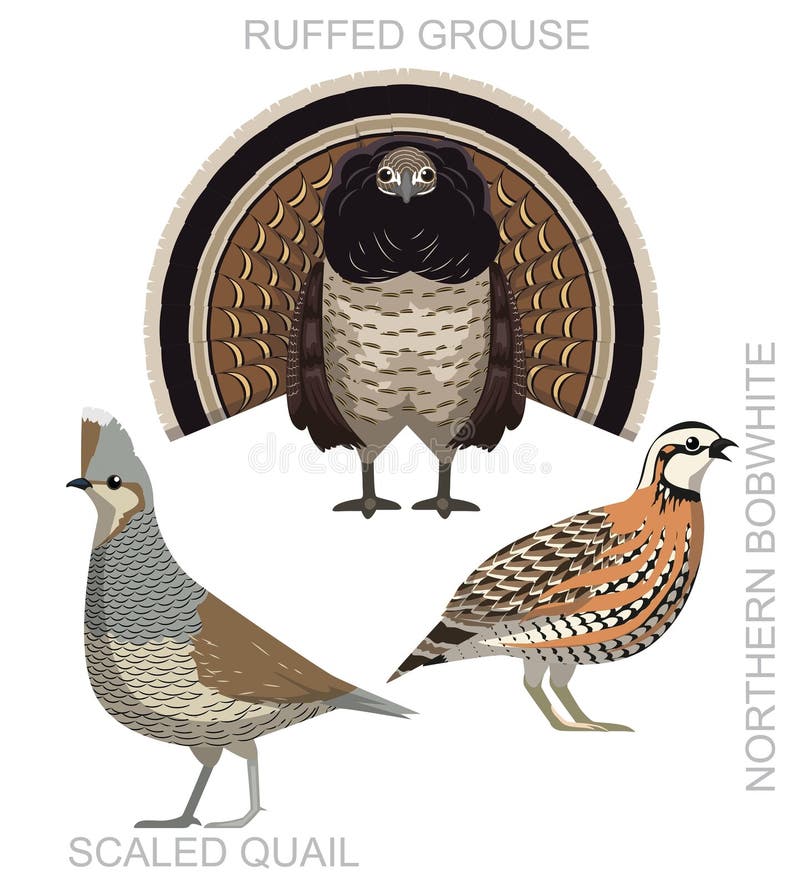 Bird Grouse Quail Bobwhite Set Cartoon Vector Stock Vector ...