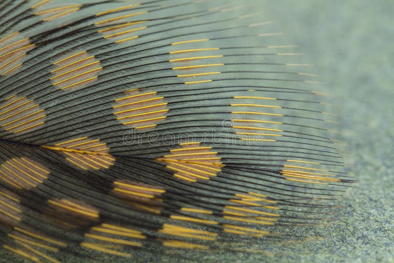 Bird speckled feather stock image. Image of abstract - 67804927