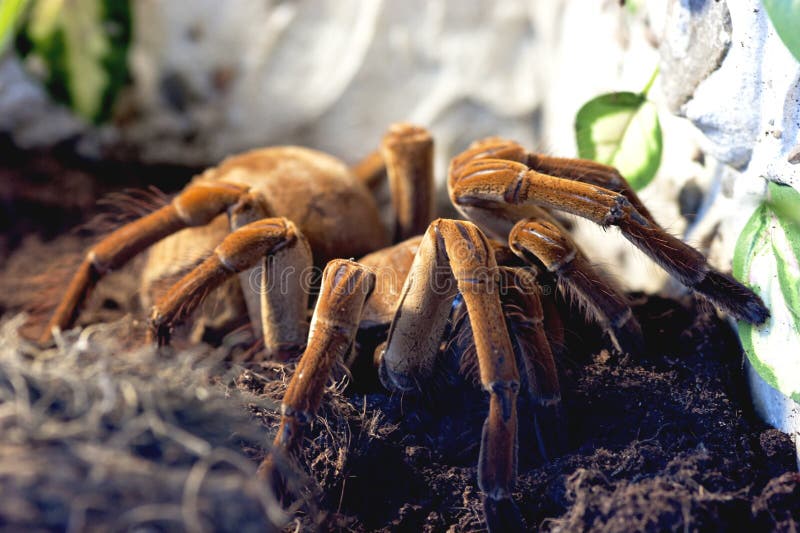 Bird spider stock image. Image of spider, nature, forest - 29560401