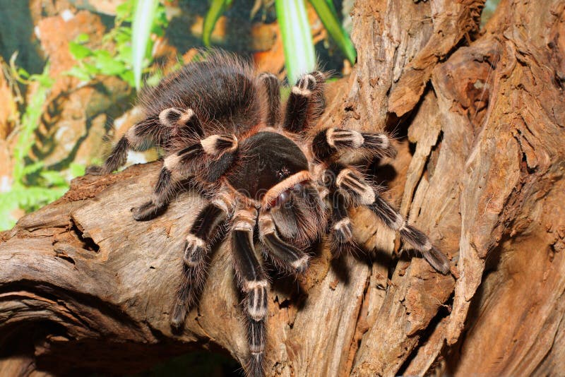 Bird spider stock image. Image of pets, black, danger - 4705145