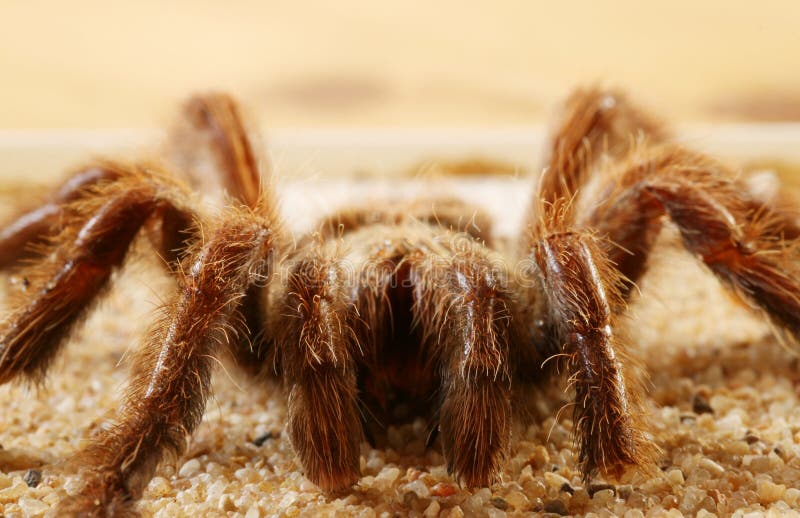 Bird Spider (Avicularia Spec.) Stock Image - Image of eight, arachnida ...