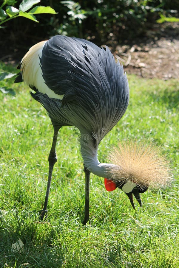 Bird with Spikes in the Zoo Stock Image - Image of green, grass: 45351629