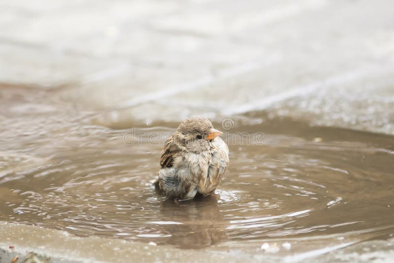 The Bird the Spindle is Awash in a Puddle Stock Image - Image of close ...