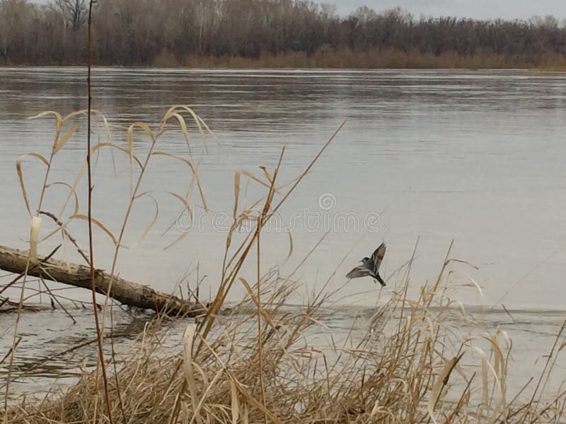 Bird with Spread Wings Flies and Sits on the Trunk of a Flooded Tree in ...