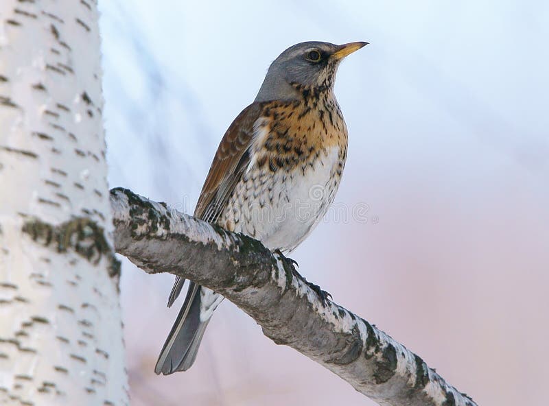 Bird in Spring on a Birch Tree Stock Image - Image of beak, sits: 117010233