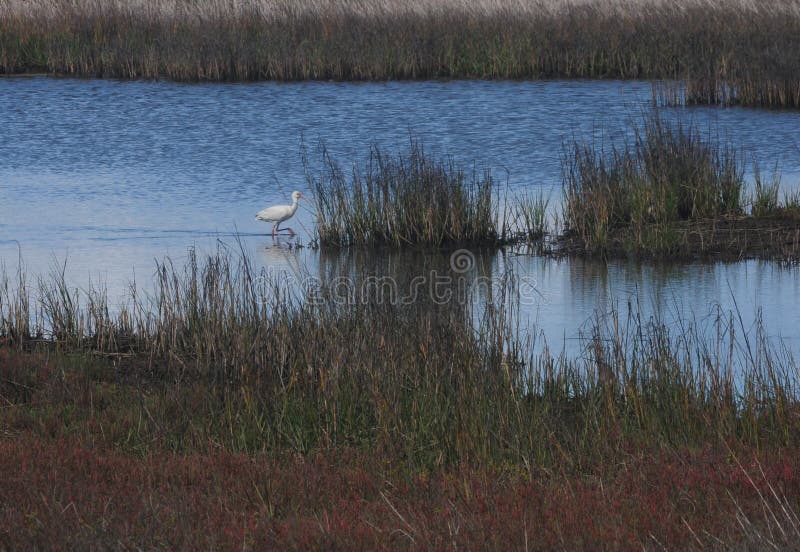 Bird Stalking the Wetlands stock photo. Image of ecology - 390254178