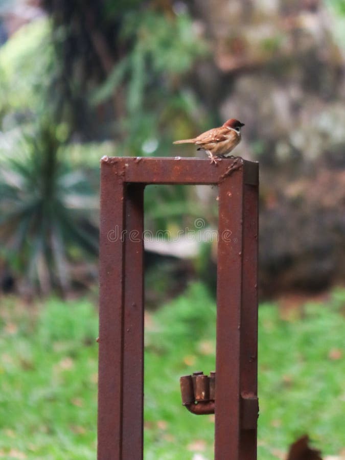 Bird at stand metal stock image. Image of stay, alone - 225584607