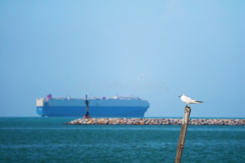 Bird Standing on Bamboo on Sea and Blur Cargo Ship Parking Stock Image ...