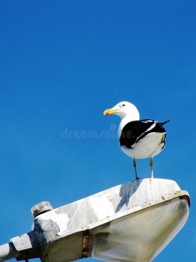 Bird Standing on a Beacon of Light. Stock Image - Image of light, happy ...