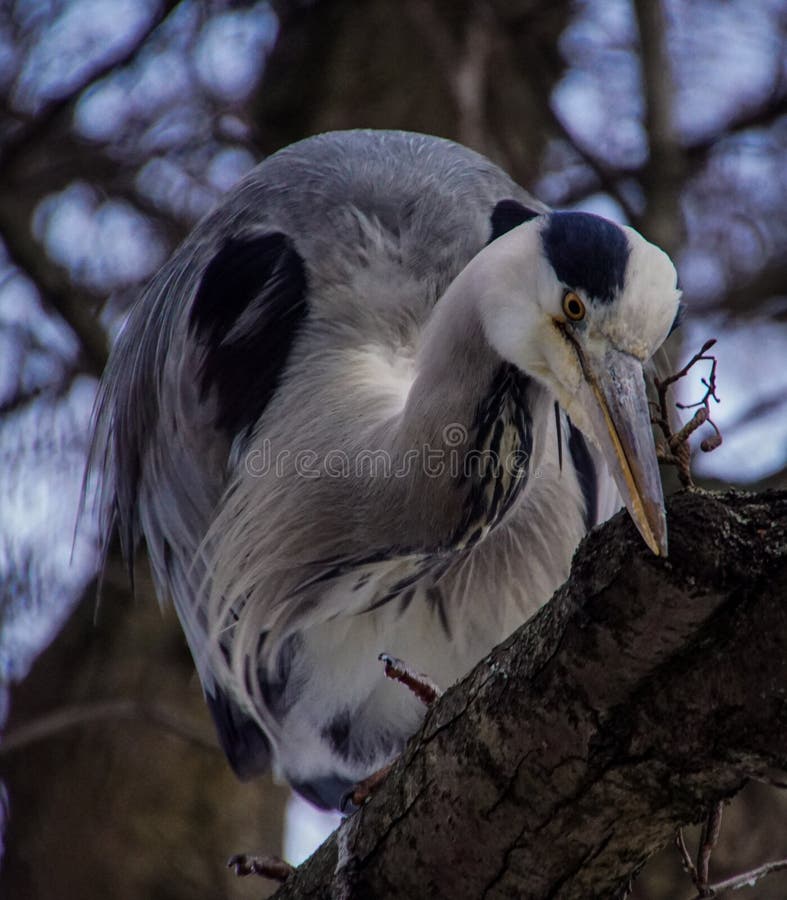A Bird Standing on a Branch Stock Image - Image of perched, portrait ...
