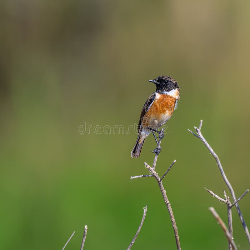 The Bird Standing on Branch Stock Photo - Image of branch, sparrow ...