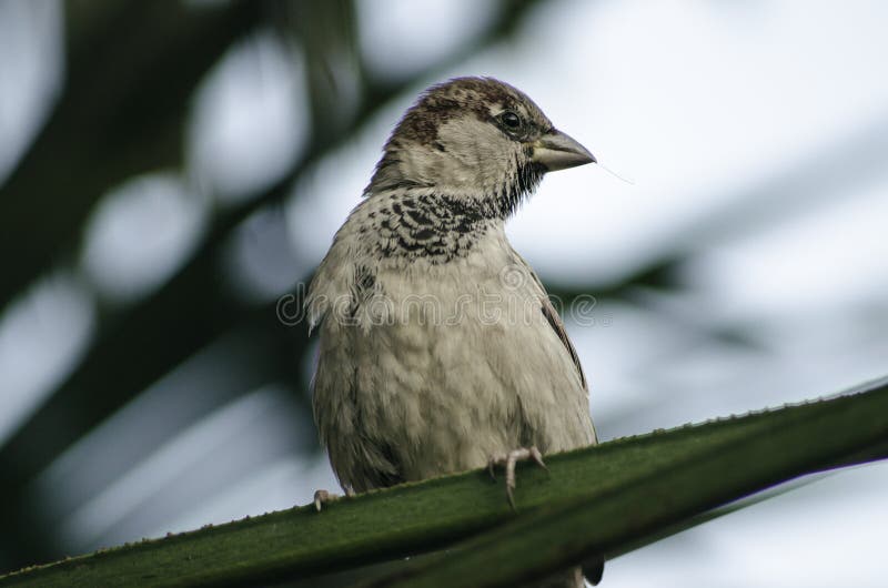 Bird standing on a branch stock image. Image of little - 72596791