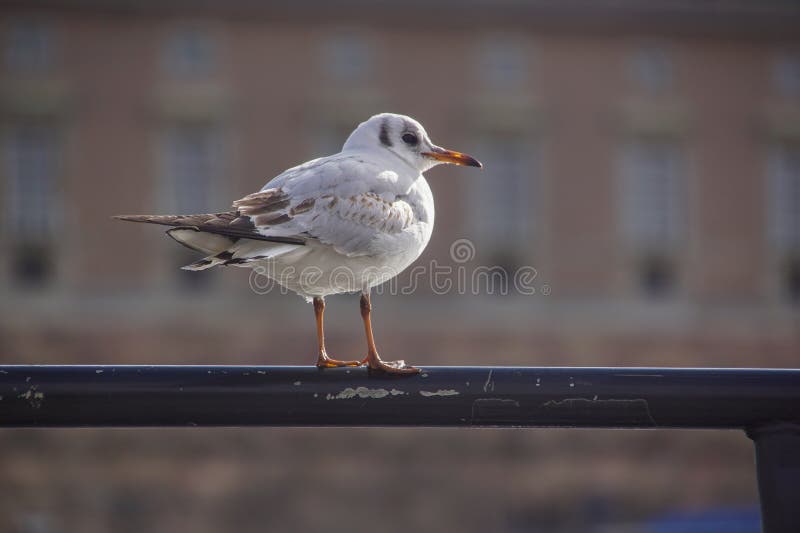 A Bird Standing in Front of a Building Stock Image - Image of wing ...