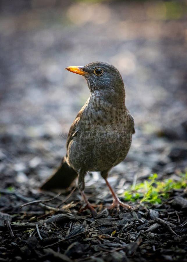 A Bird is Standing on the Ground with Its Head Tilted To the Side Stock ...