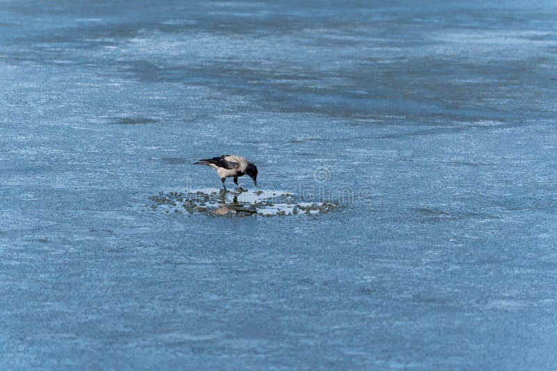 A Bird is Standing on the Ice in the Water Stock Photo - Image of duck ...