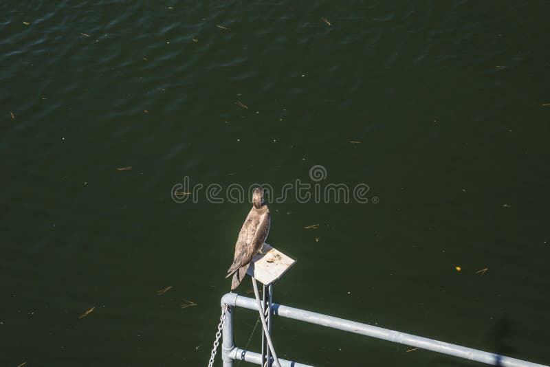 A Bird Standing and Looking Onward Stock Image - Image of bird ...