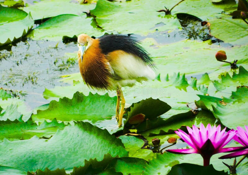 Bird stock image. Image of leaf, standing, lotus, soft - 92432087