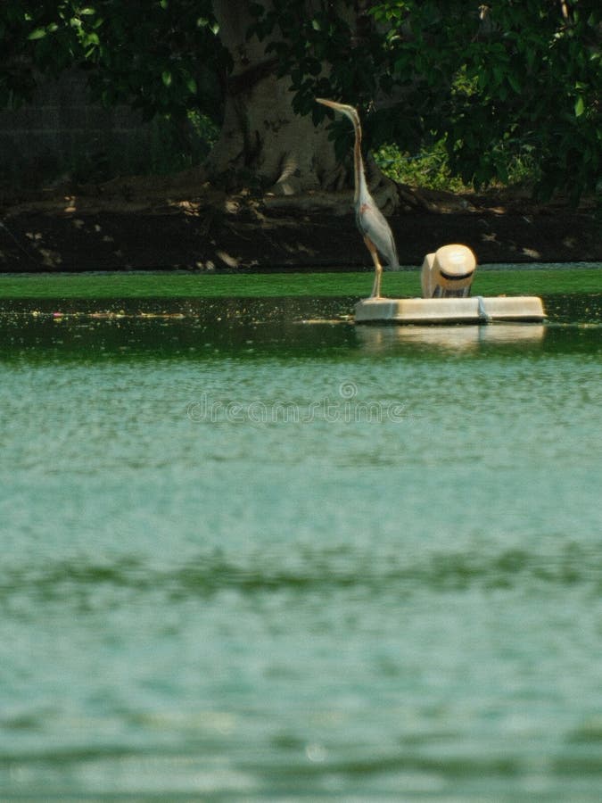 A Bird is Standing on a Raft in a Lake Stock Image - Image of forest ...