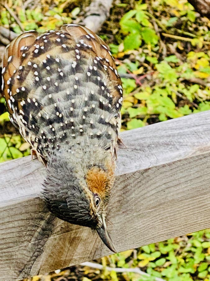 A bird standing on railing stock image. Image of tree - 344207235