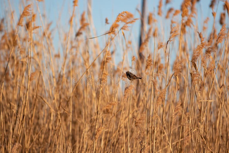 A Bird Standing on Its Back with Its Head Sticking Out of the Hollow of ...