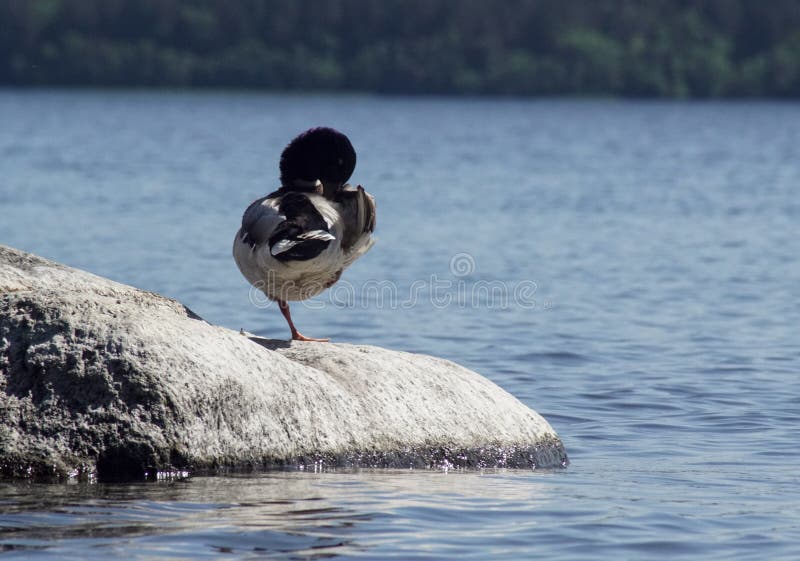 A Bird Standing on a Rock in a Lake Stock Photo - Image of water ...