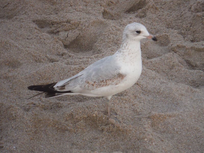 Bird stock photo. Image of closeup, beach, away, love - 48240876