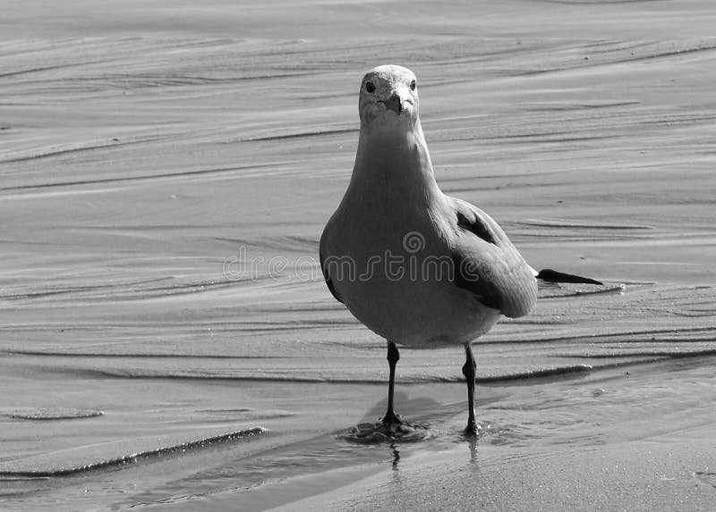 A Day Hanging Out at the Beach Stock Image - Image of sandy, bird ...