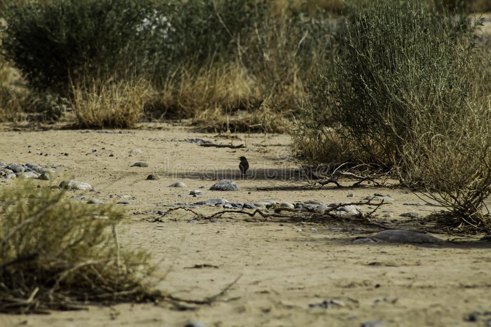 A Bird Standing on a the Shadow Stock Photo - Image of pond, wildlife ...